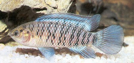 Badis siamensis – Asociación Española de Acuaristas